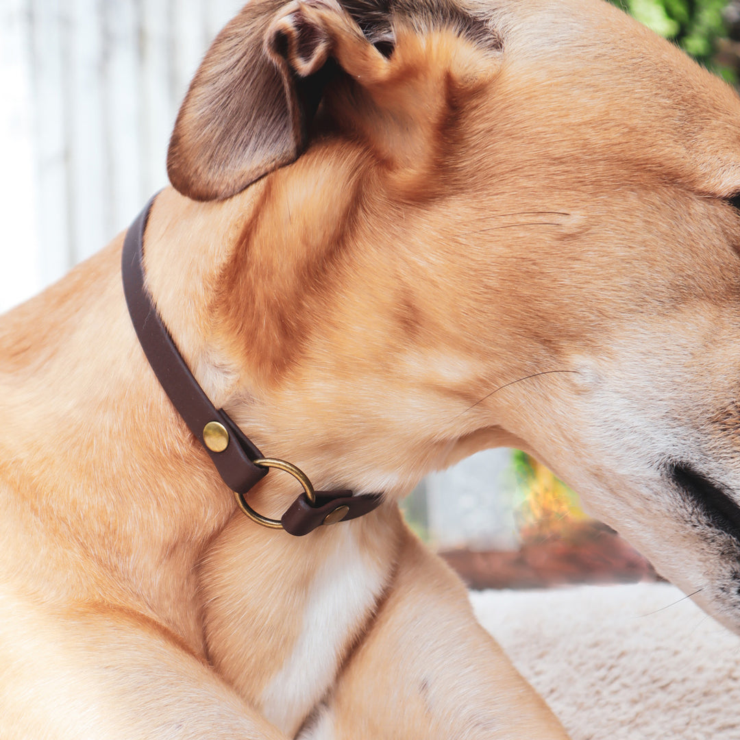 BioThane® Slip-On ID Tag Collar – Woofo Empawrium