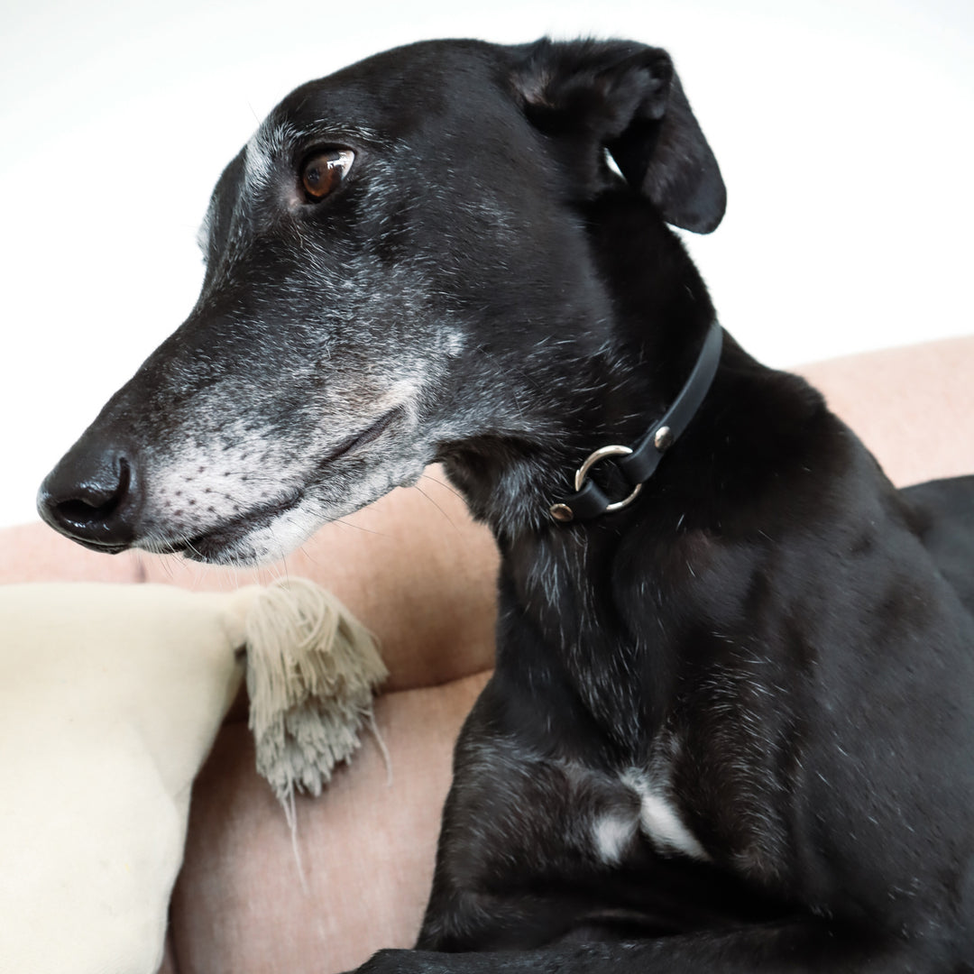 BioThane® Slip-On ID Tag Collar – Woofo Empawrium
