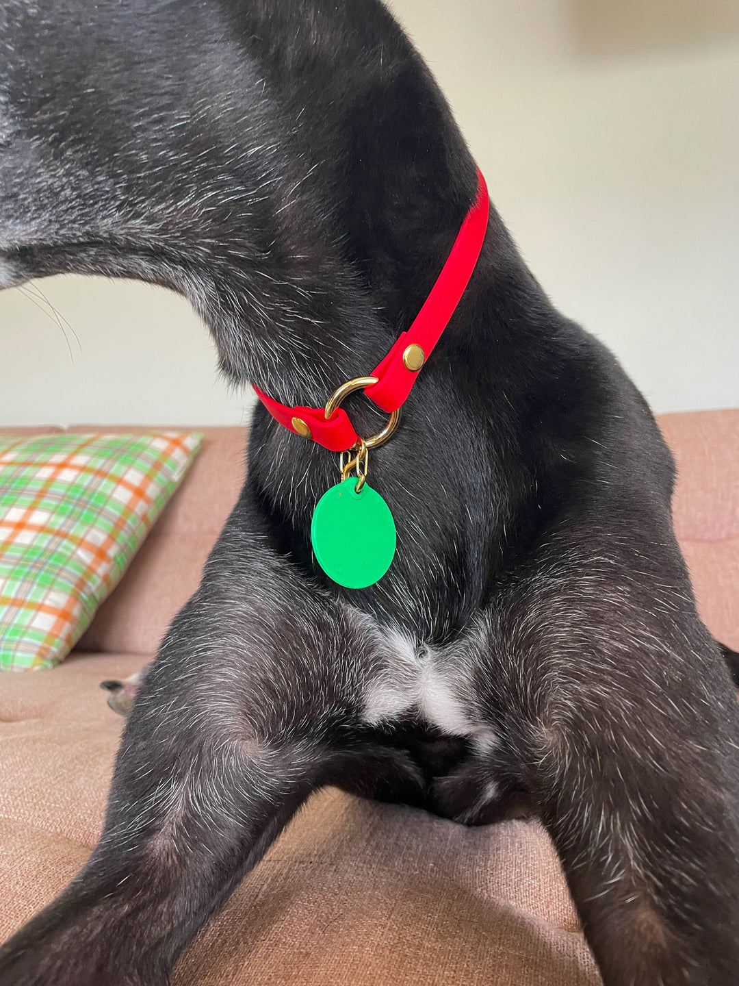 BioThane® Slip-On ID Tag Collar – Woofo Empawrium